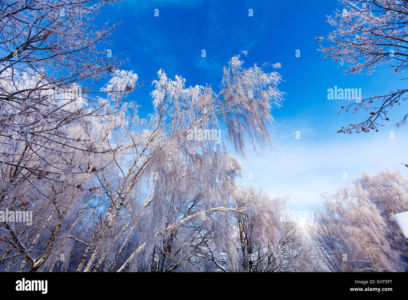 Frozen Tree with Clear Blue Sky Stock Photo - Alamy