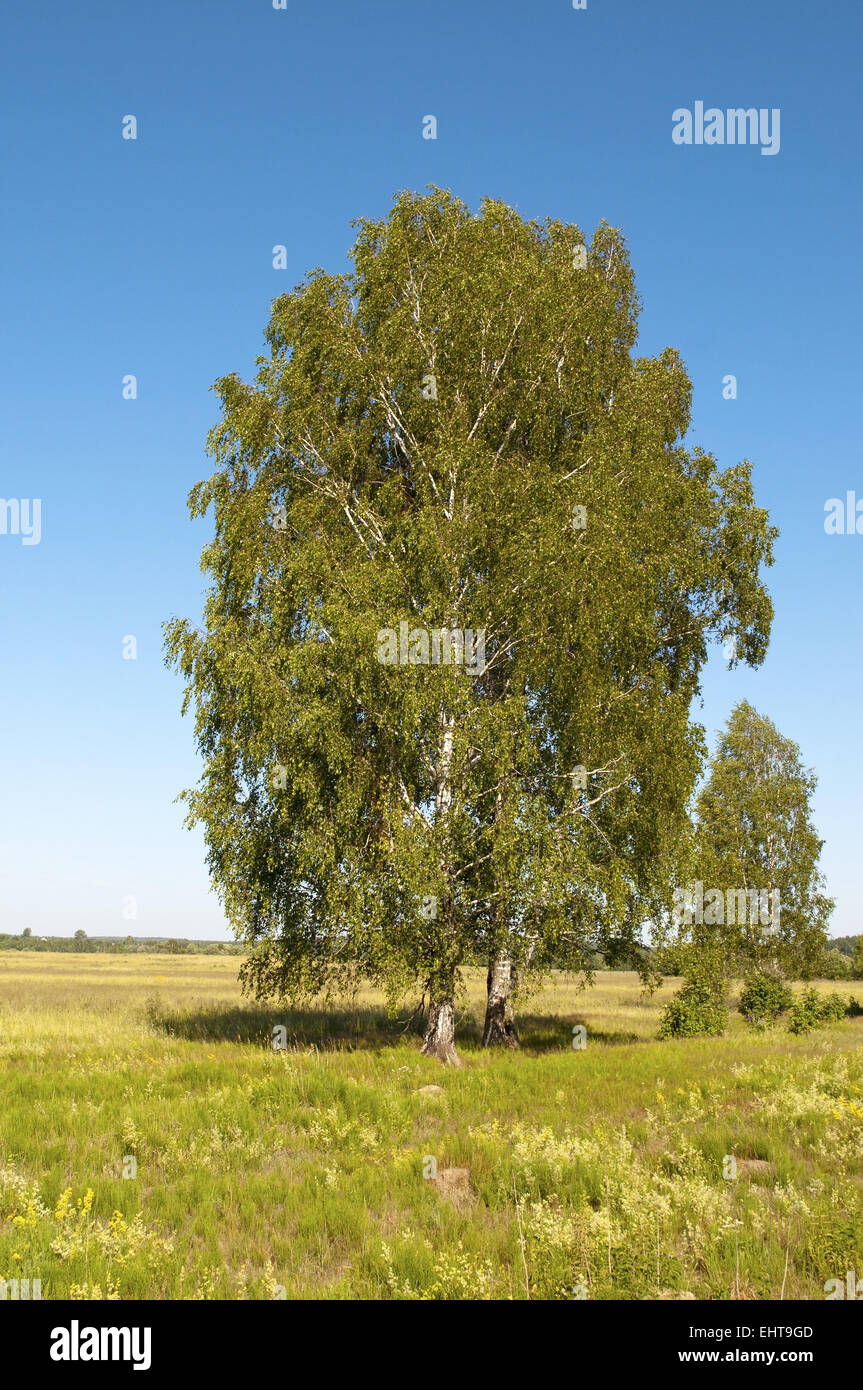 Birch trees russia hi-res stock photography and images - Alamy