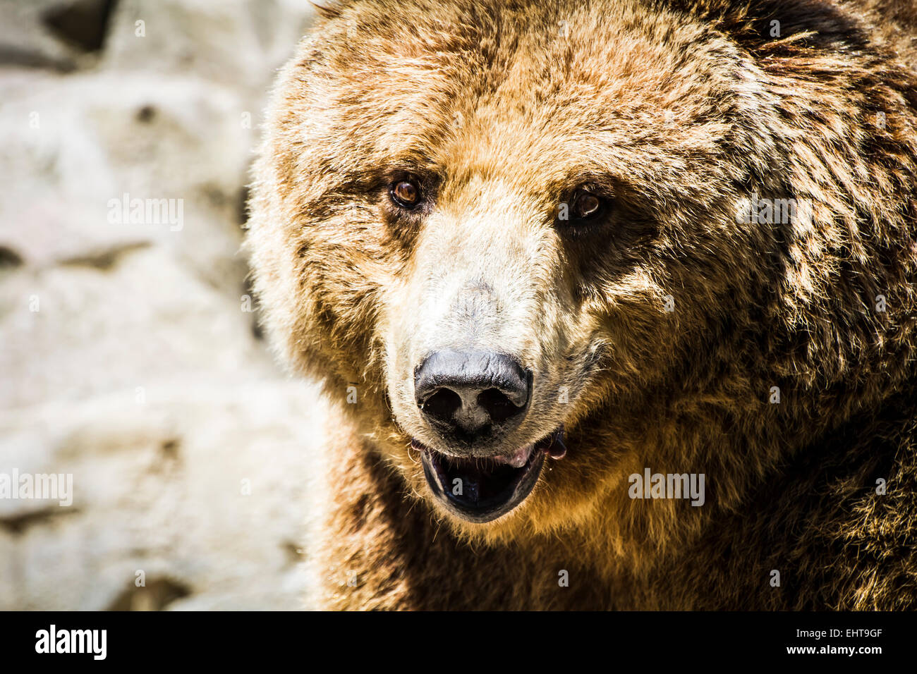 Predator, beautiful and furry brown bear, mammal Stock Photo - Alamy