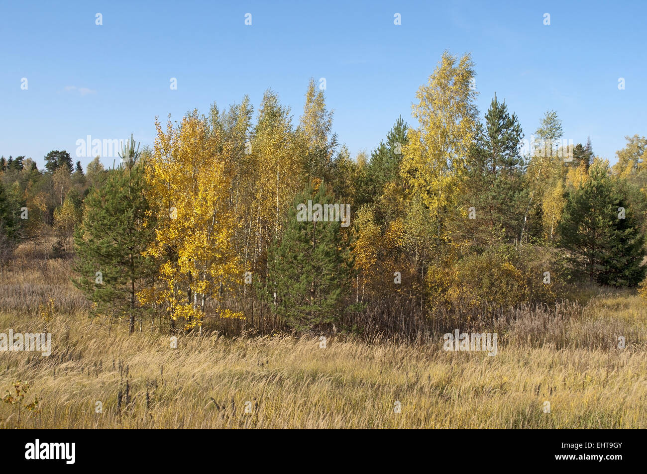 Peaceful glade hi-res stock photography and images - Alamy