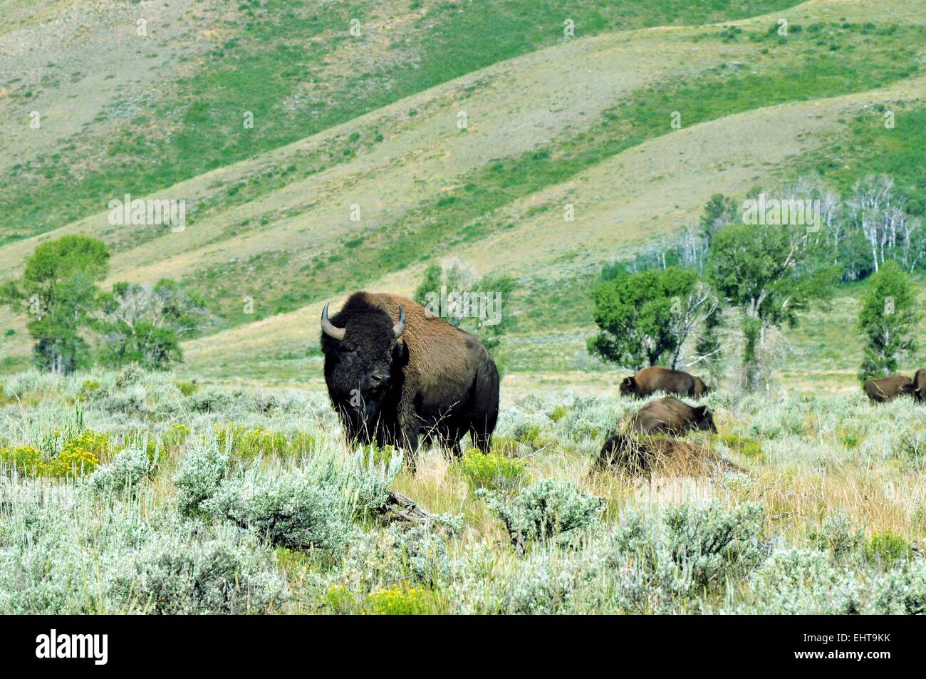 Bison (buffalo) large male and a few others Wyoming - USA Stock Photo ...
