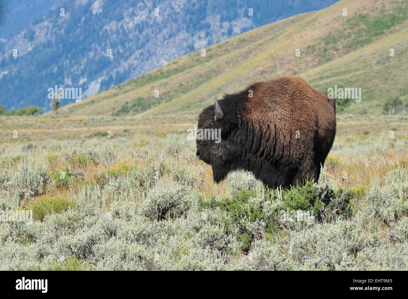 Bison (buffalo) alone with his mountains and hillsides Wyoming USA ...