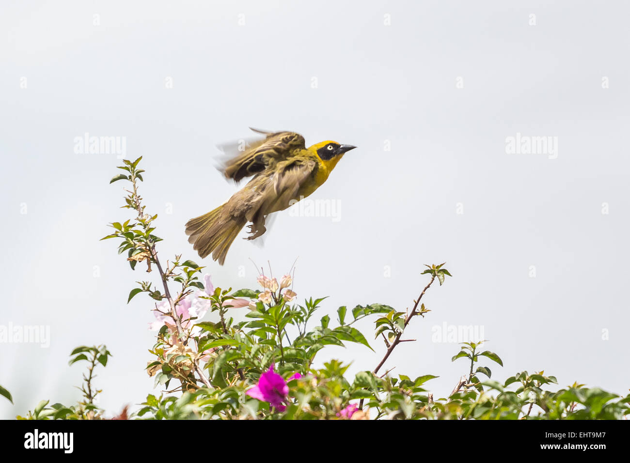 Robin taking off Stock Photo - Alamy