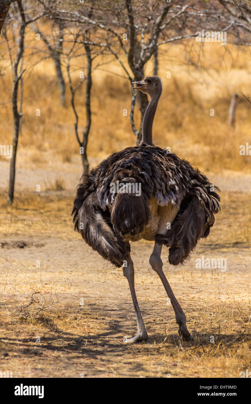 Ostrich in the wild Stock Photo - Alamy