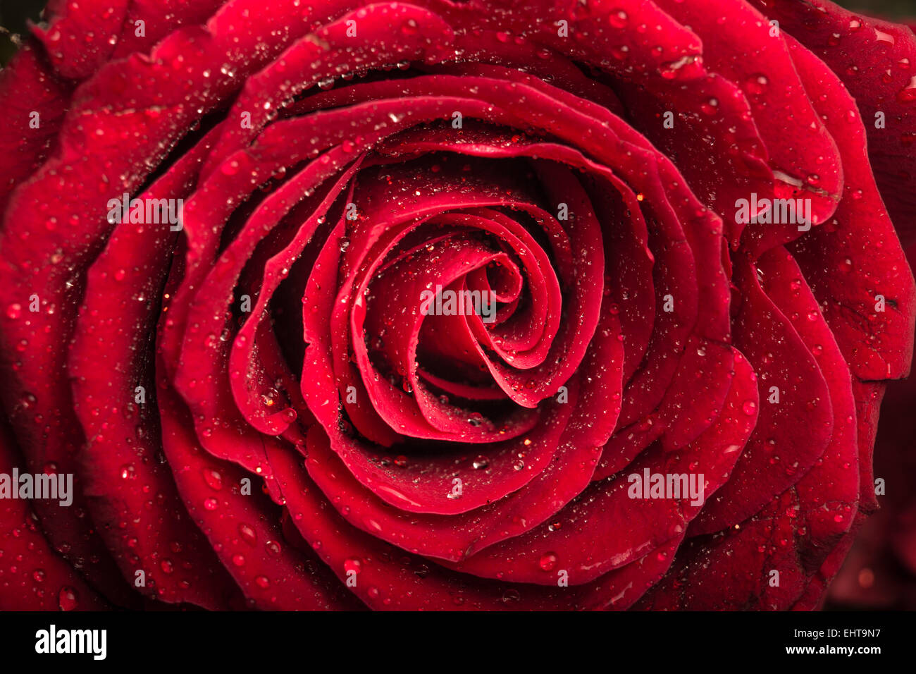 Beautiful red rose bouquet hi-res stock photography and images - Alamy