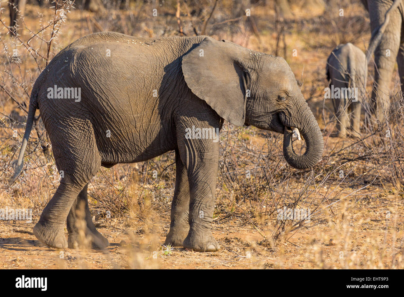 African wild elephant walking in hi-res stock photography and images ...