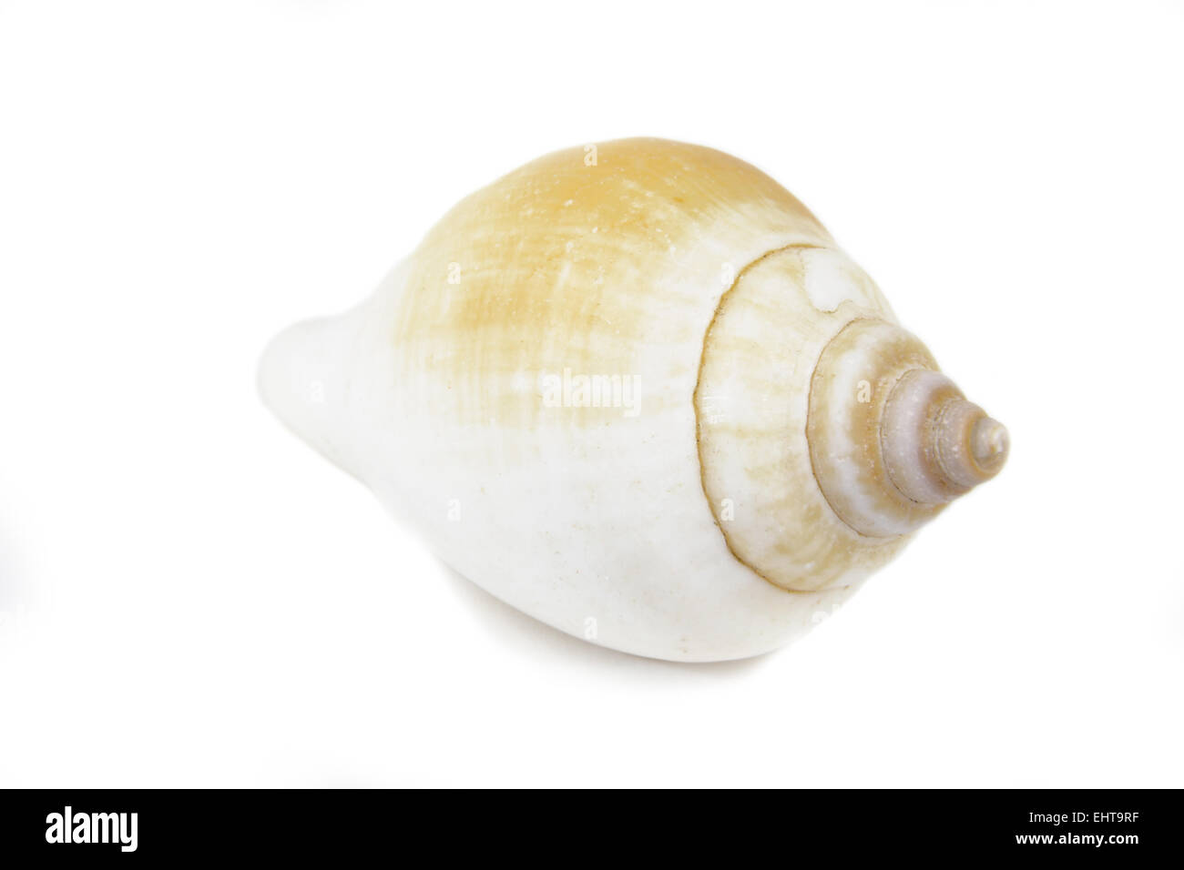 Snail shell 6 Stock Photo - Alamy