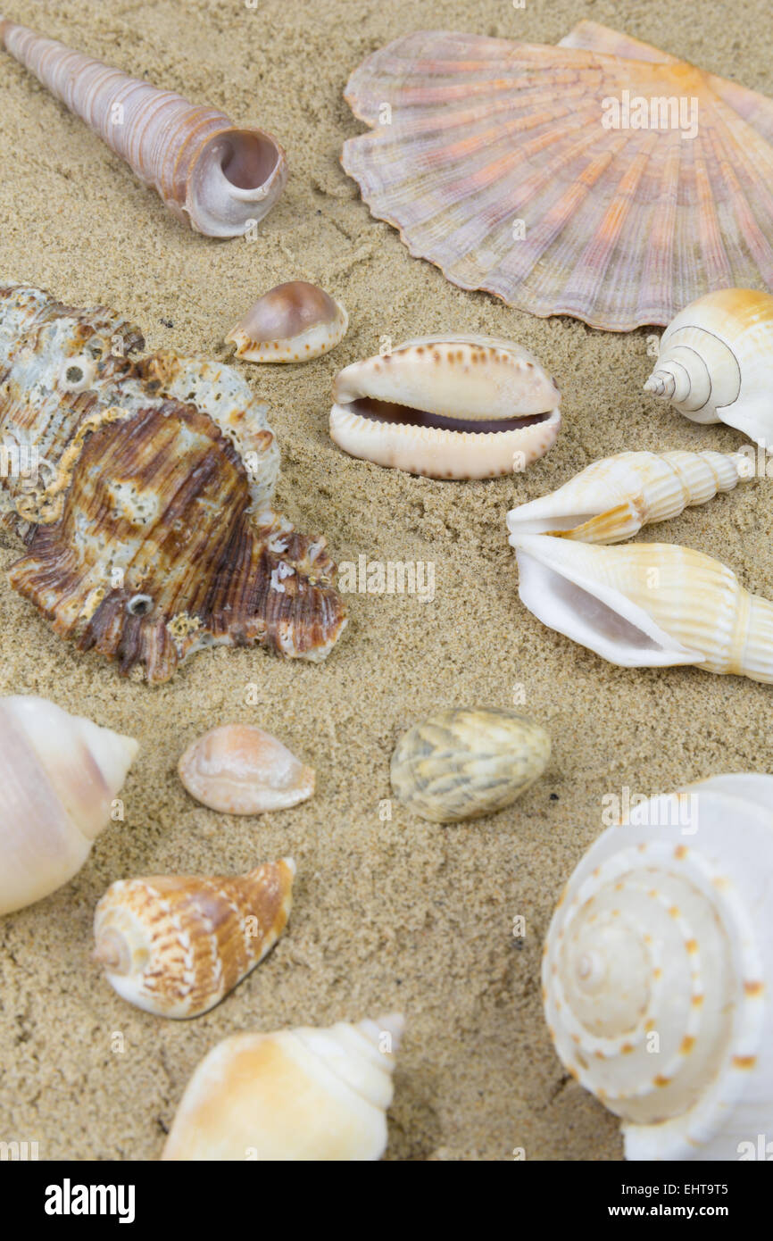 Mussels in sand 2 Stock Photo - Alamy