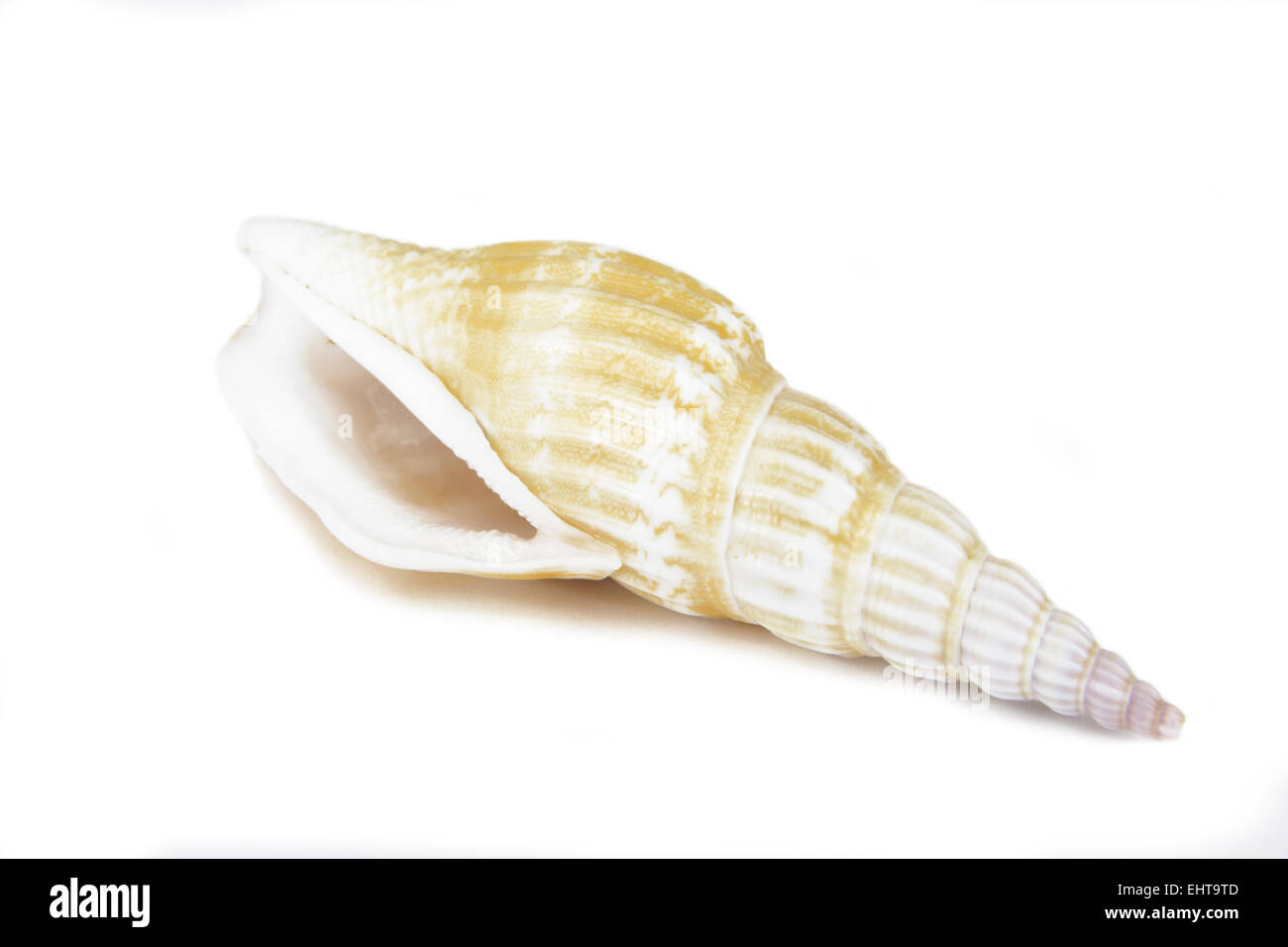 pointed snail shell 3 Stock Photo - Alamy