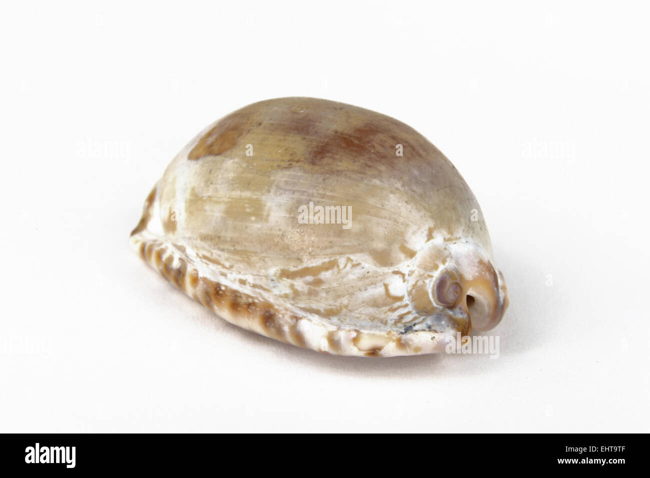 Cowrie shell hi-res stock photography and images - Alamy