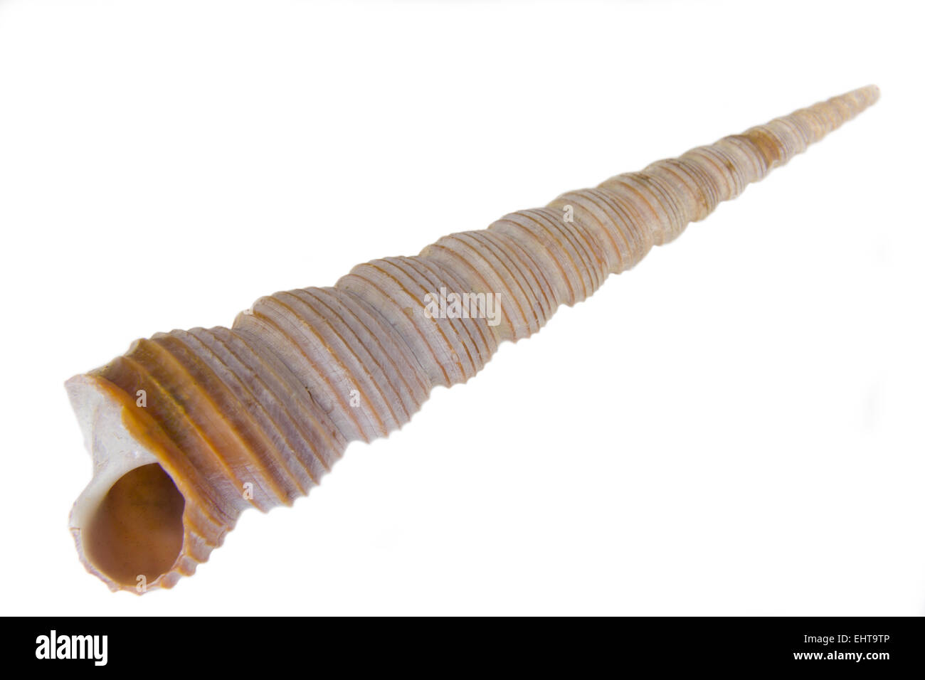 pointed snail shell 2 Stock Photo - Alamy