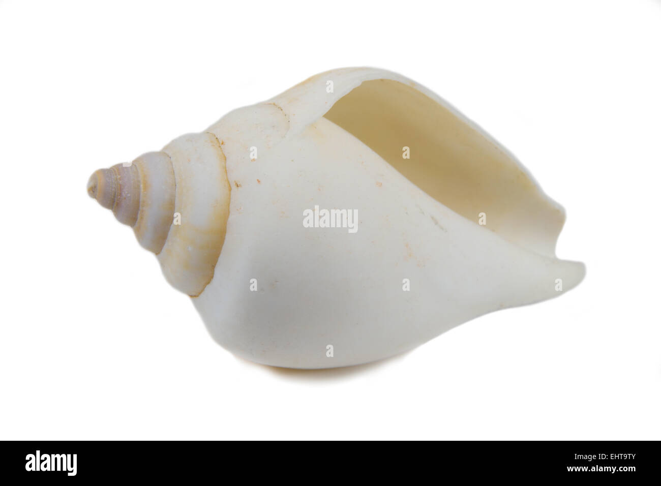 Snail shell 2 Stock Photo - Alamy