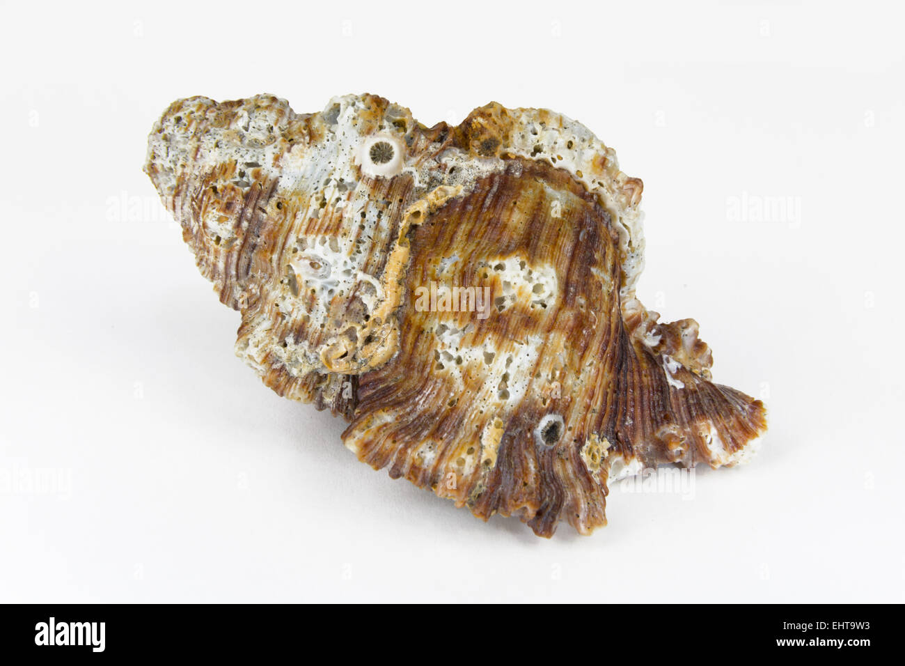 Snail shell red white 2 Stock Photo - Alamy