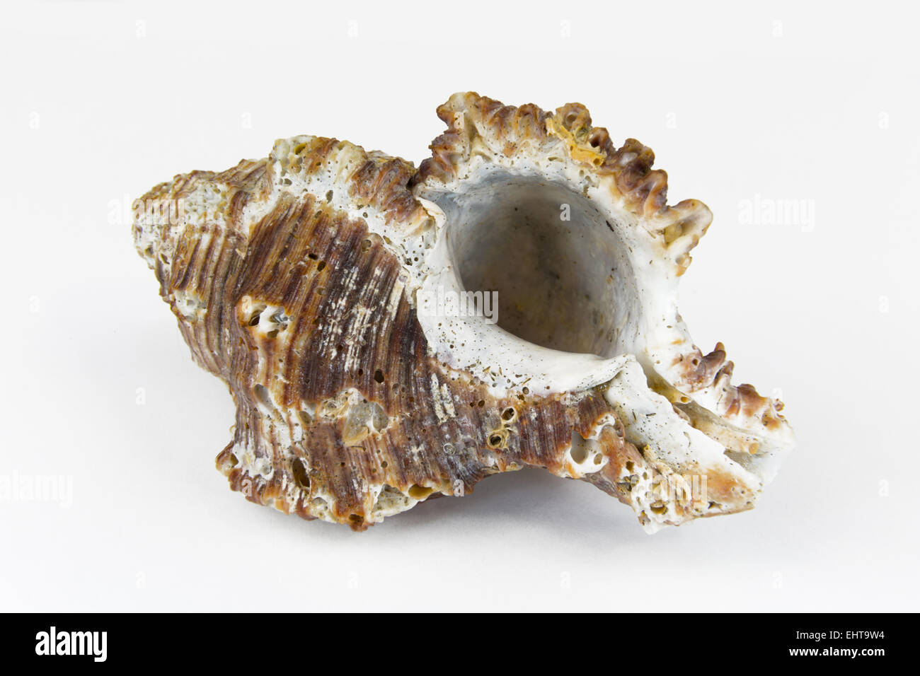 Snail shell red white Stock Photo - Alamy