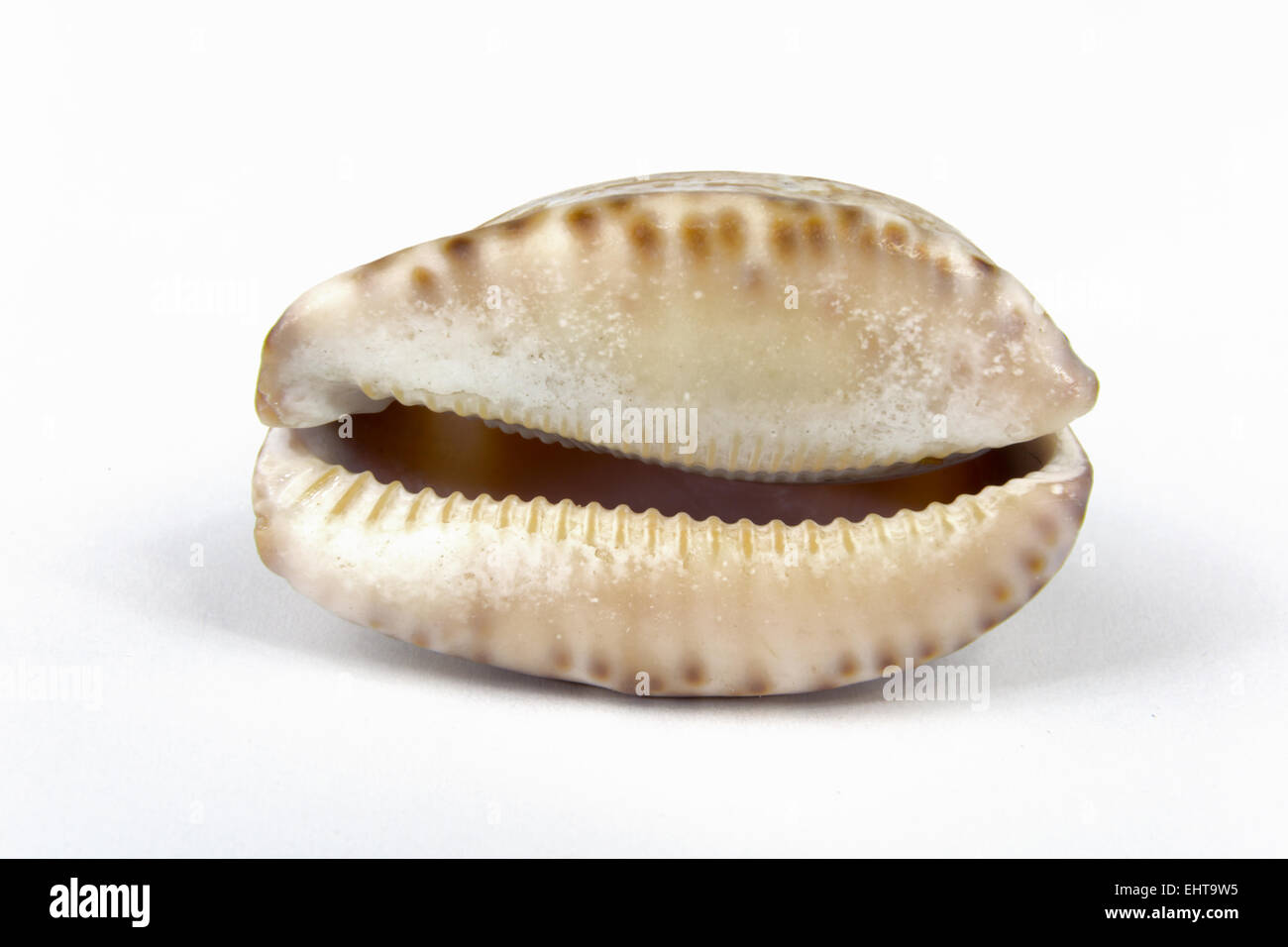 Cowrie shell Stock Photo - Alamy