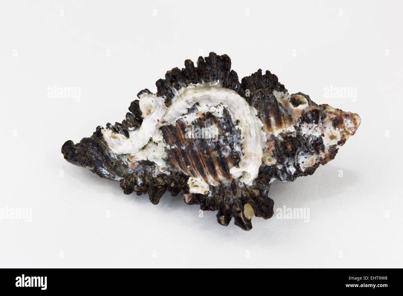 Black shell hi-res stock photography and images - Alamy