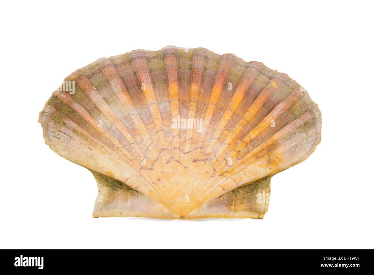 Jakobsmuschel Cut Out Stock Images & Pictures - Alamy