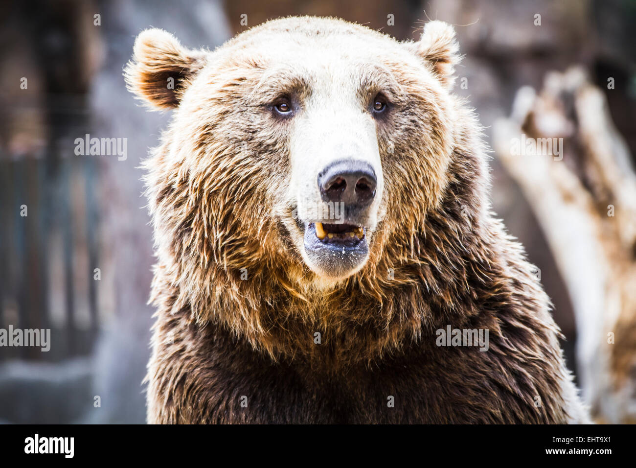 Predator, beautiful and furry brown bear, mammal Stock Photo - Alamy