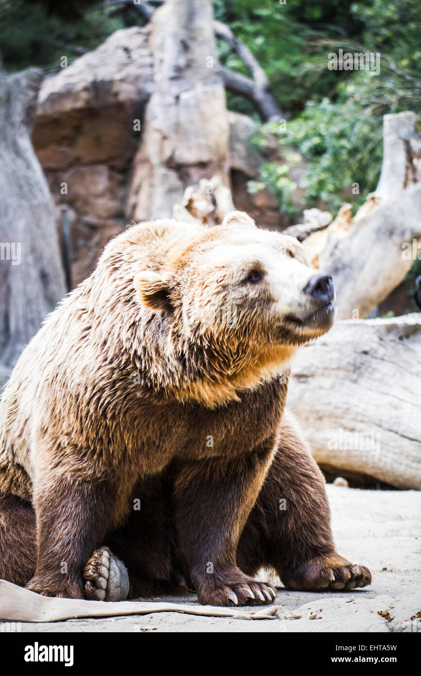 beautiful and furry brown bear Stock Photo - Alamy