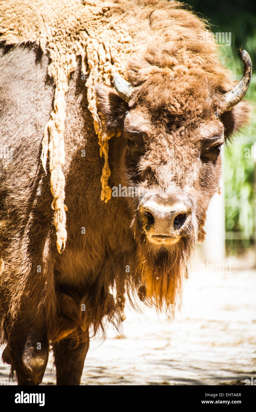 horn, great and mighty bison, america Stock Photo - Alamy