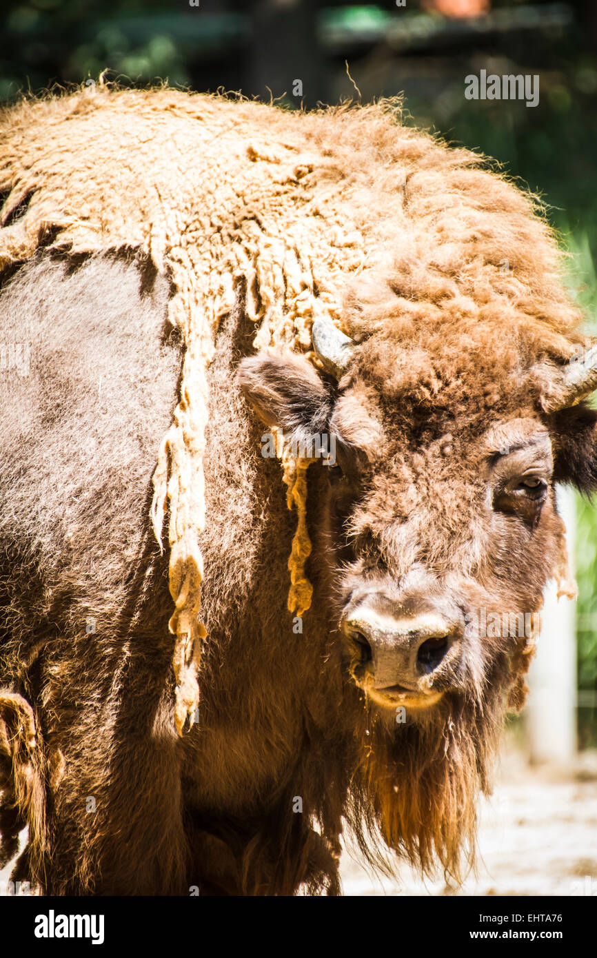 great and mighty bison, america Stock Photo - Alamy