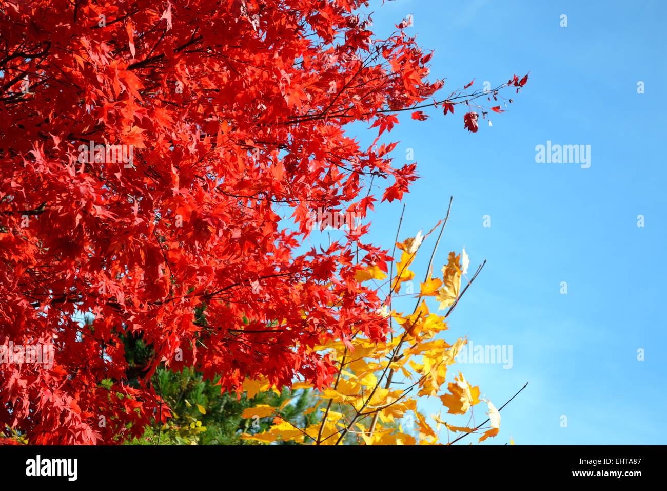 glowing maple trees Stock Photo - Alamy