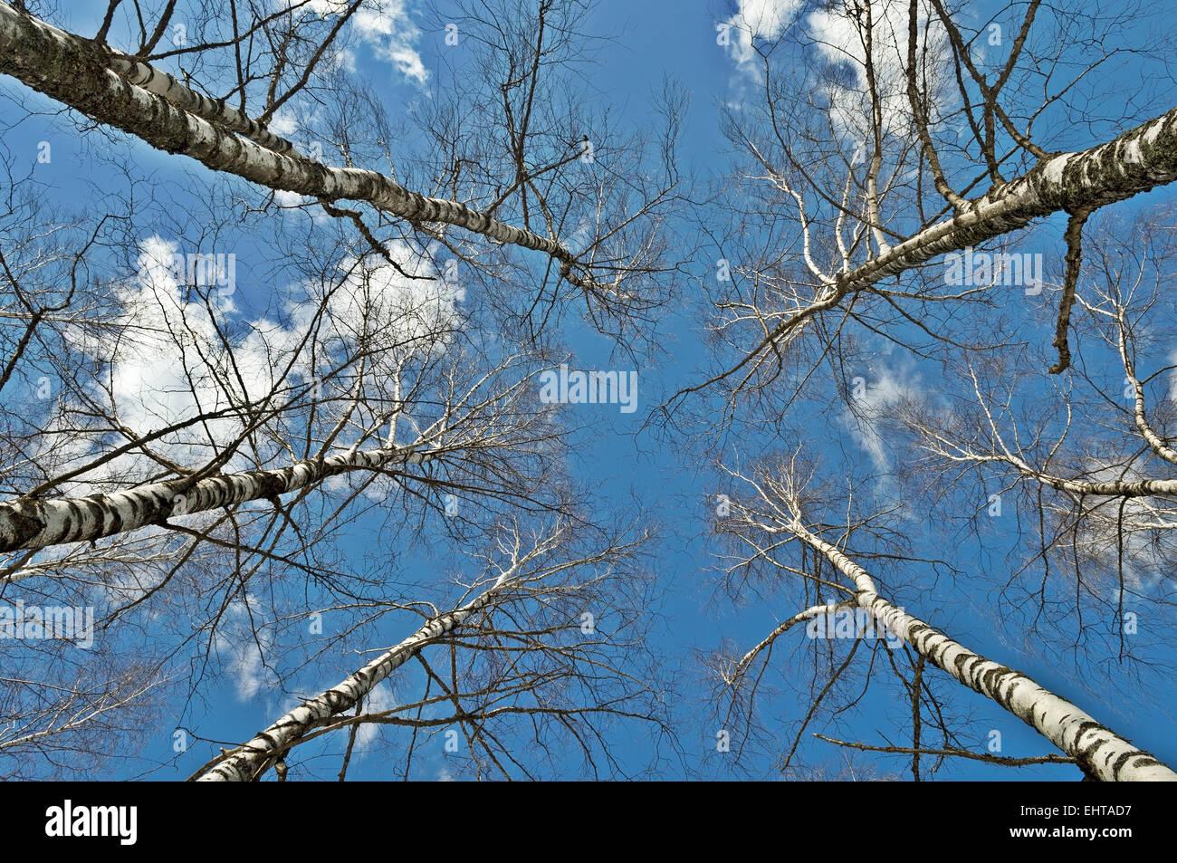 Top of bare birch trees Stock Photo - Alamy