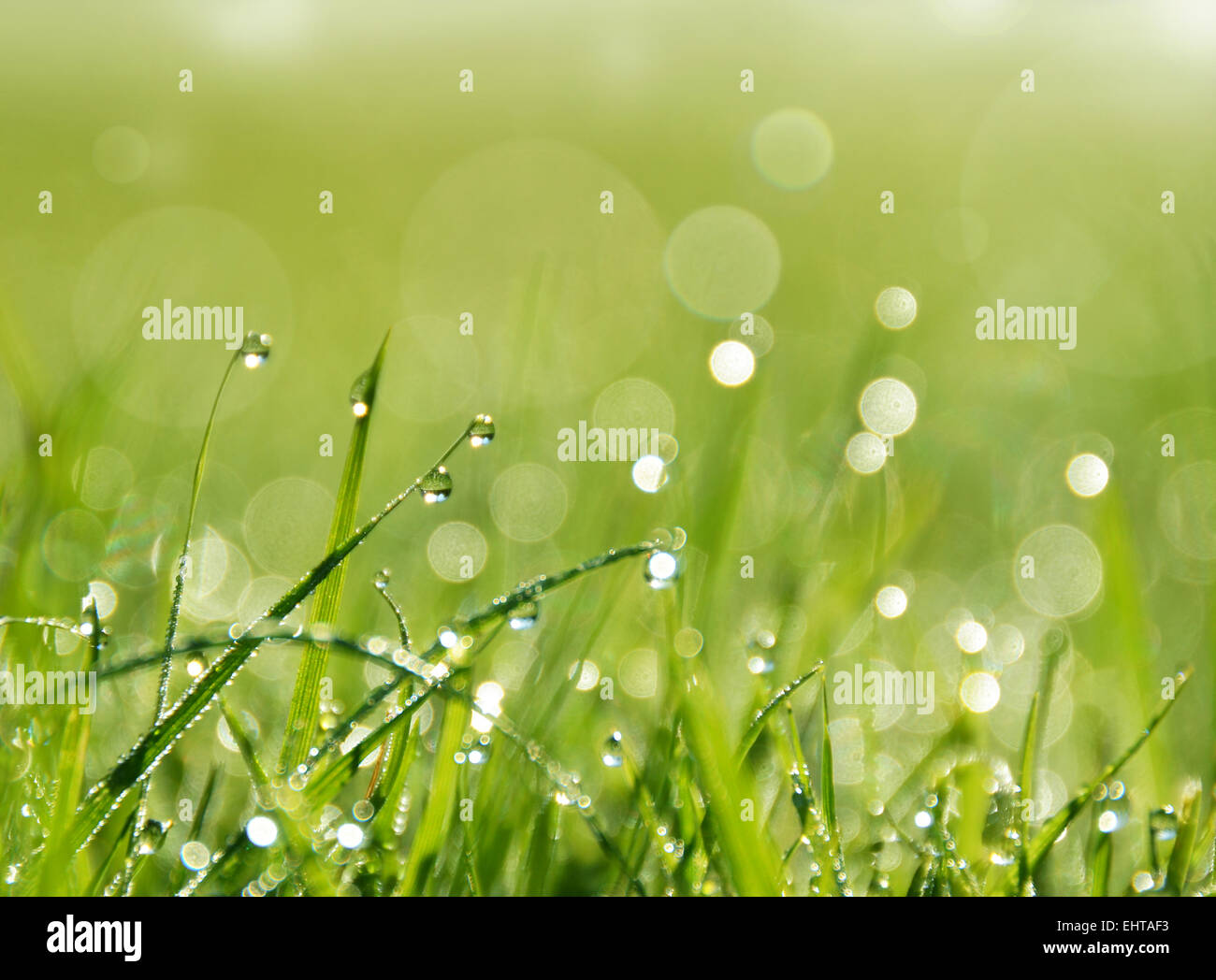 Gras pflanzen hi-res stock photography and images - Alamy