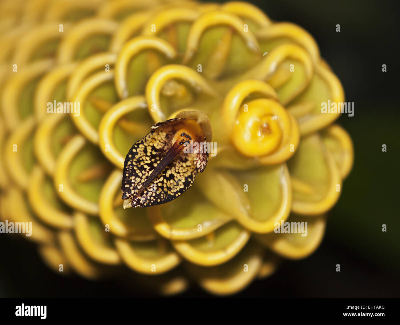 Ginger ant hi-res stock photography and images - Alamy