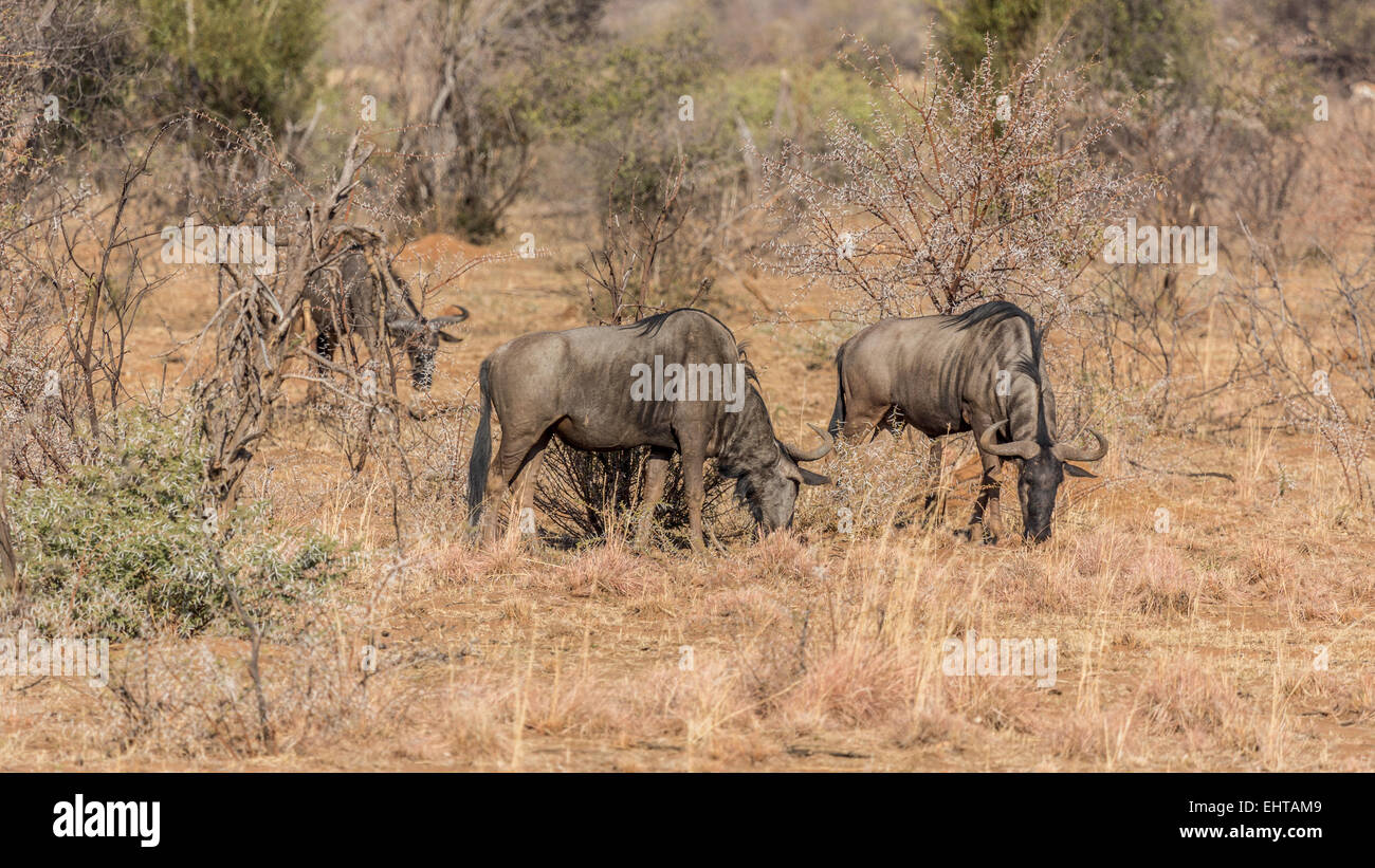 Blue wildebeest bull hi-res stock photography and images - Alamy