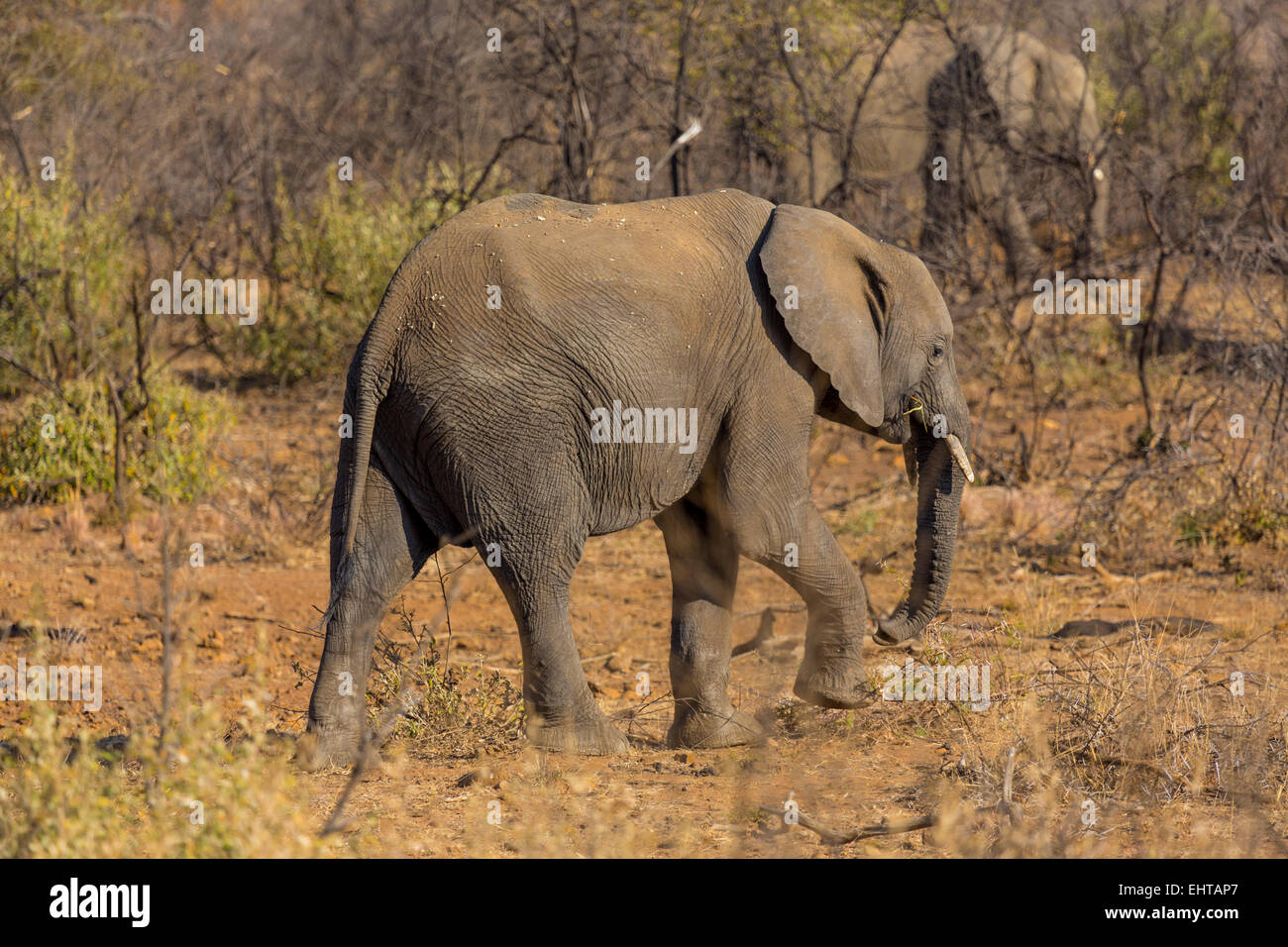 African wild elephant walking in hi-res stock photography and images ...