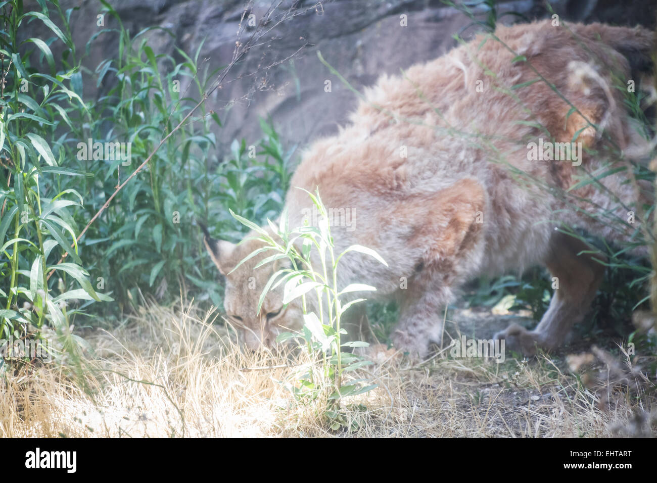 Iberian lynx chasing a bird Stock Photo - Alamy