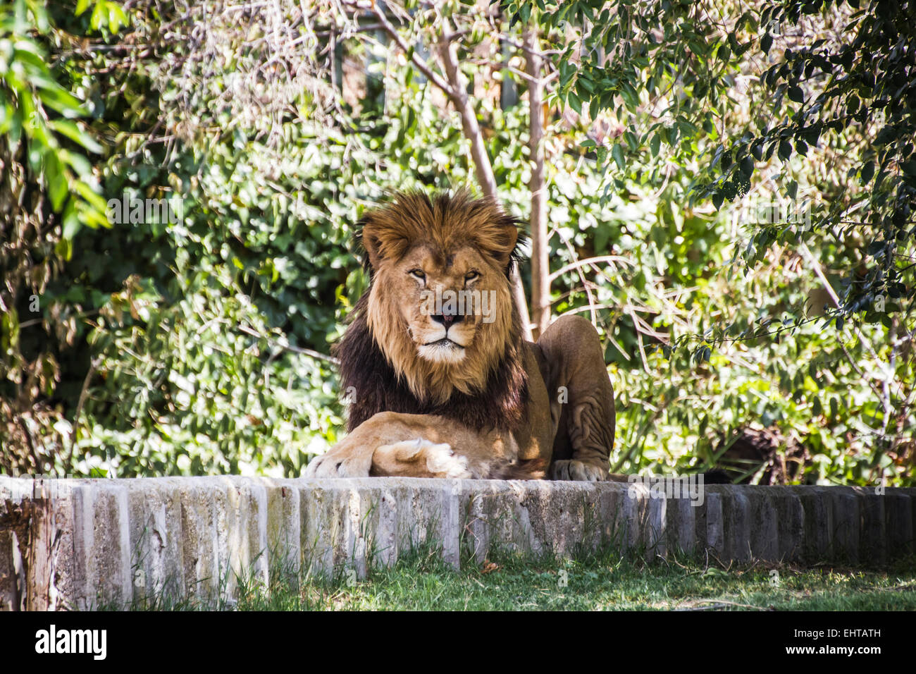 leo, resting male lion lying in the sun Stock Photo - Alamy