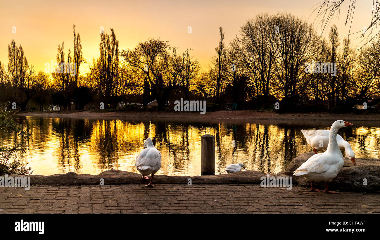 Ducks on zoo lake Stock Photo - Alamy