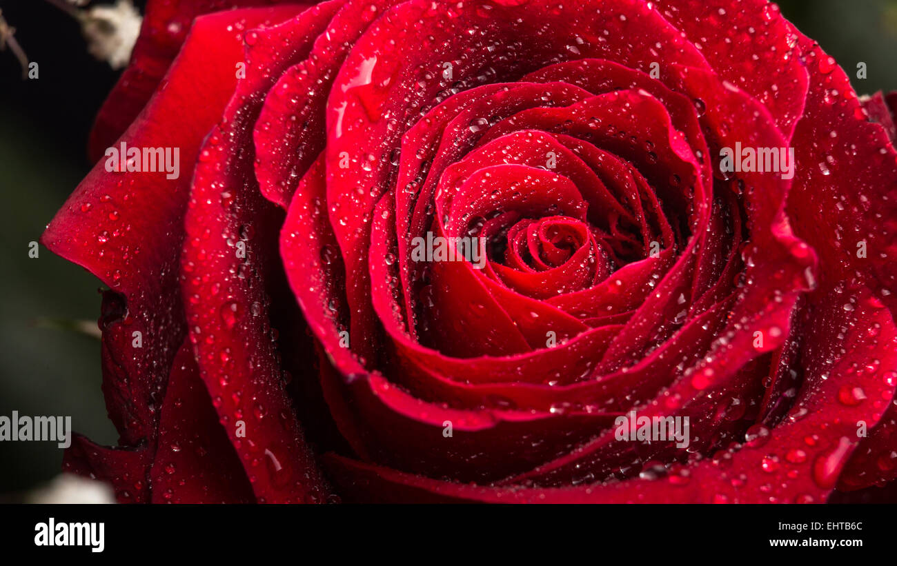 Rose bubble hi-res stock photography and images - Alamy