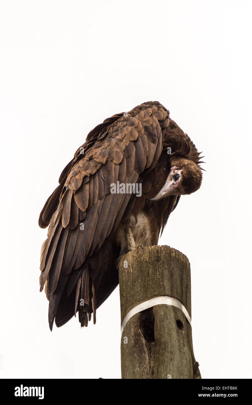 Undertaker bird hi-res stock photography and images - Alamy