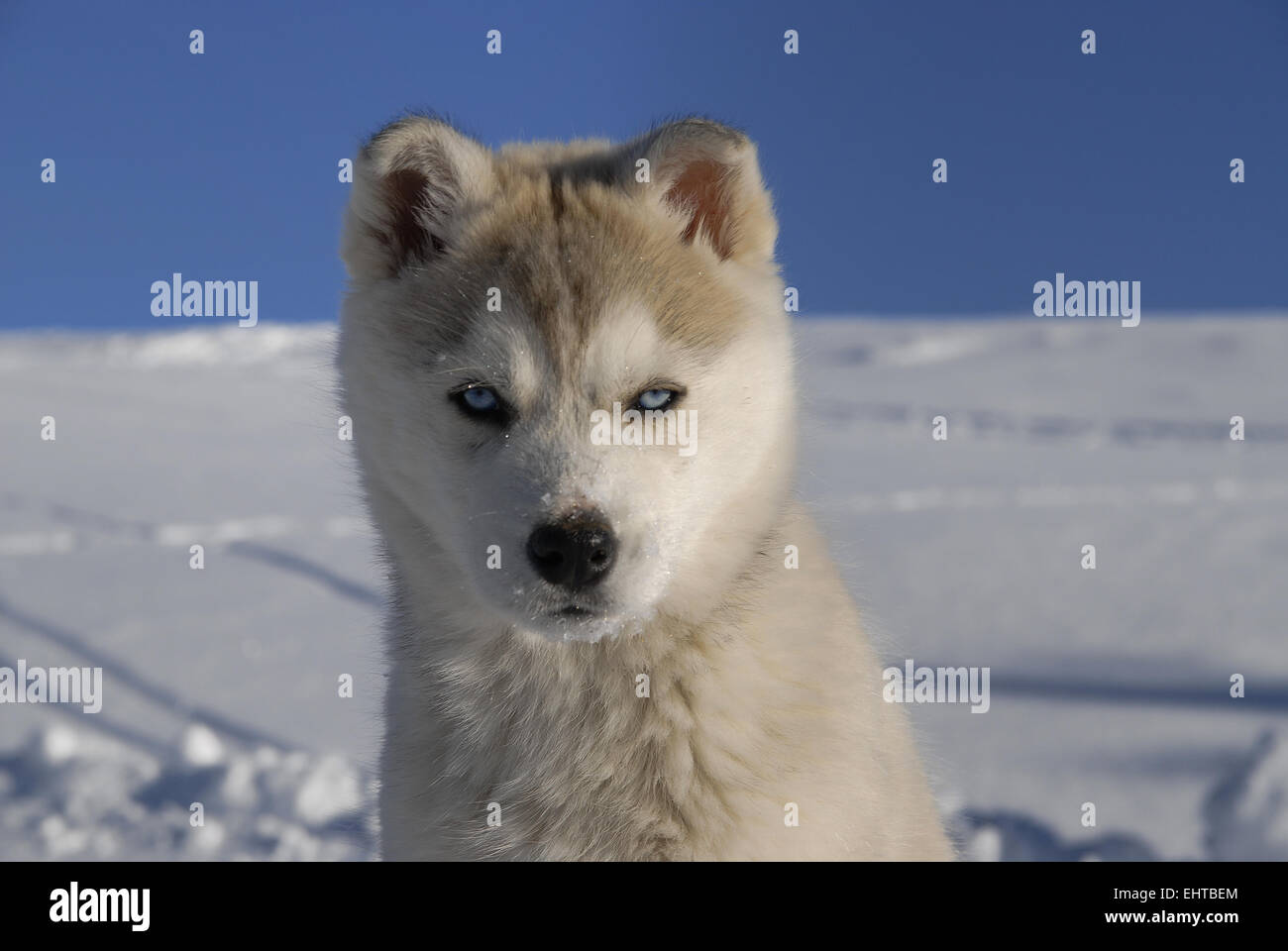 young husky in the mountain in winter Stock Photo - Alamy