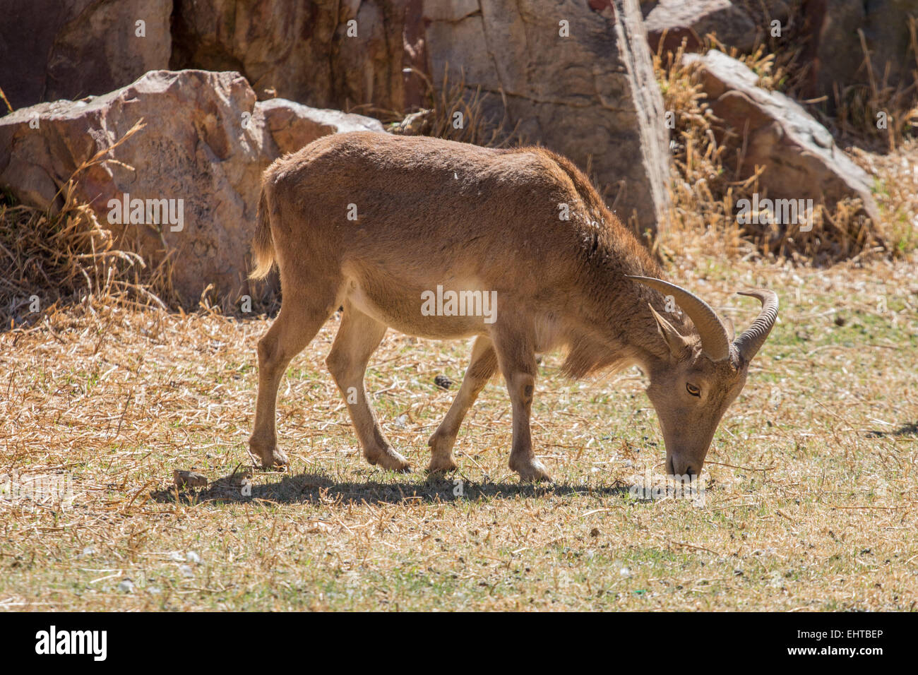 Indigenous sheep hi-res stock photography and images - Alamy
