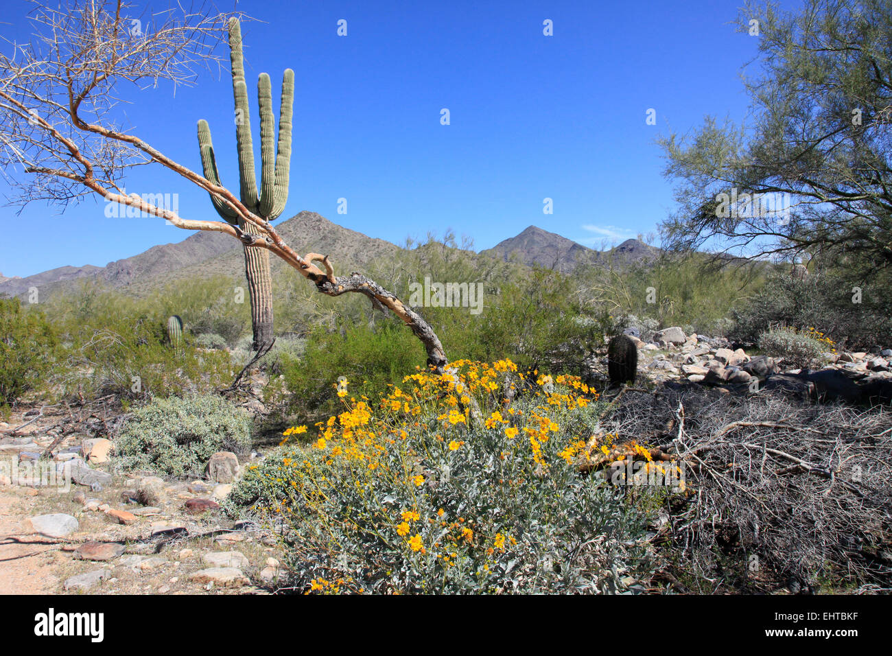 Giant Saguaro cactus and yellow desert brittle brush flowers Stock ...