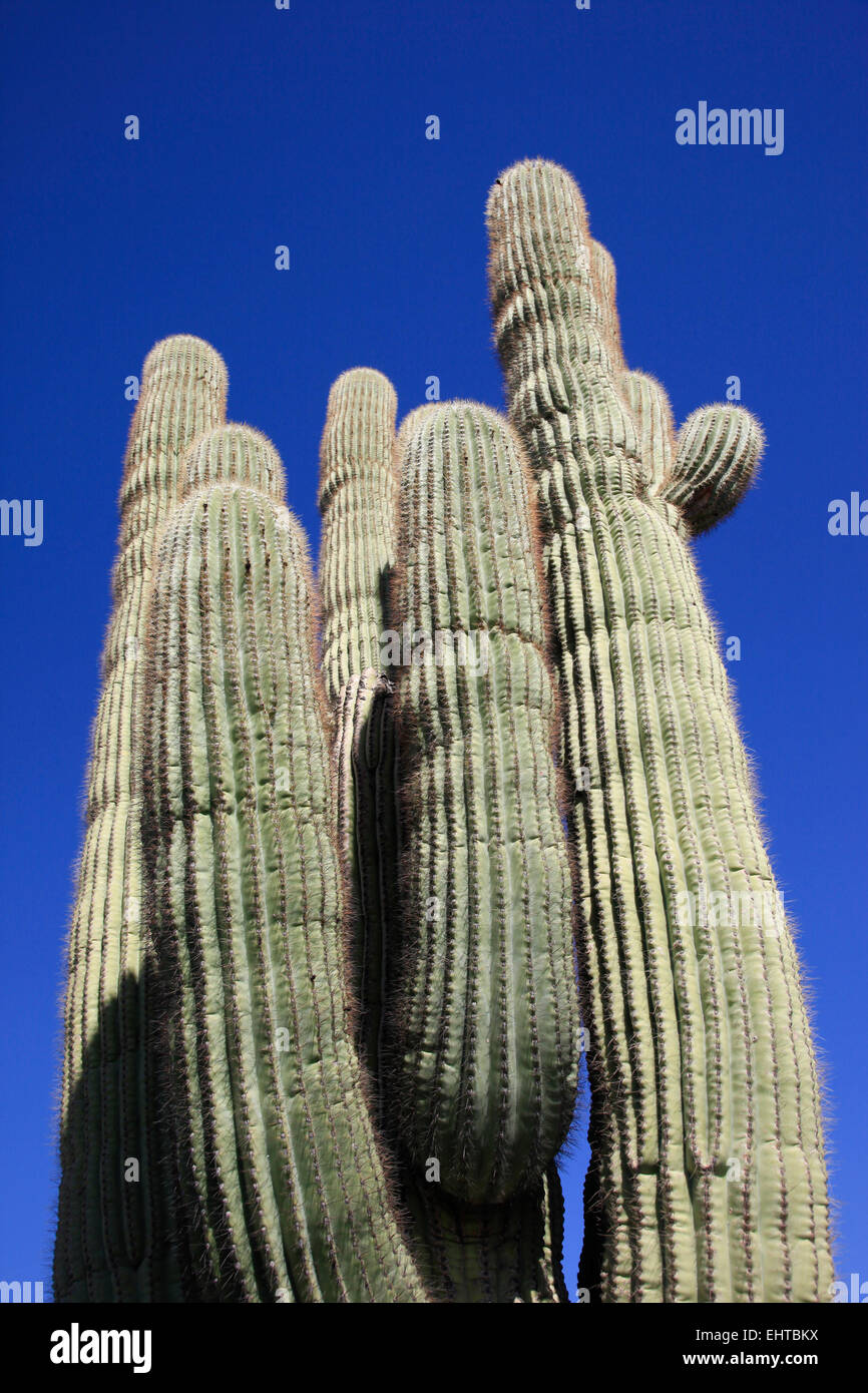 Giant Saguaro cactus Stock Photo - Alamy