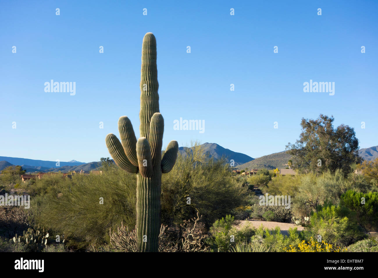 Giant Saguaro cactus in the high desert Stock Photo - Alamy