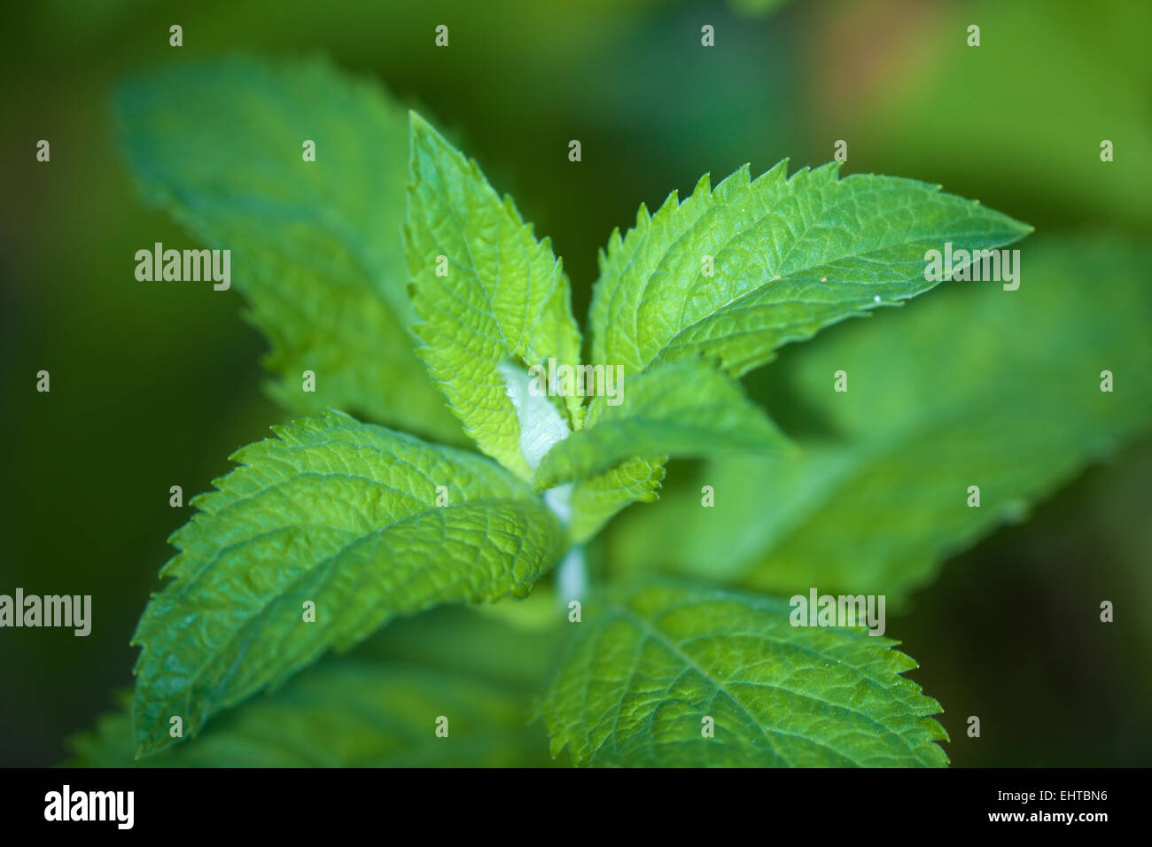Macro photo of a fresh mint herb Stock Photo - Alamy
