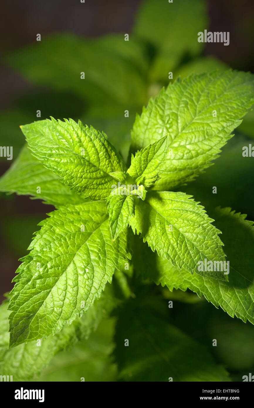 Macro photo of a fresh mint herb Stock Photo - Alamy