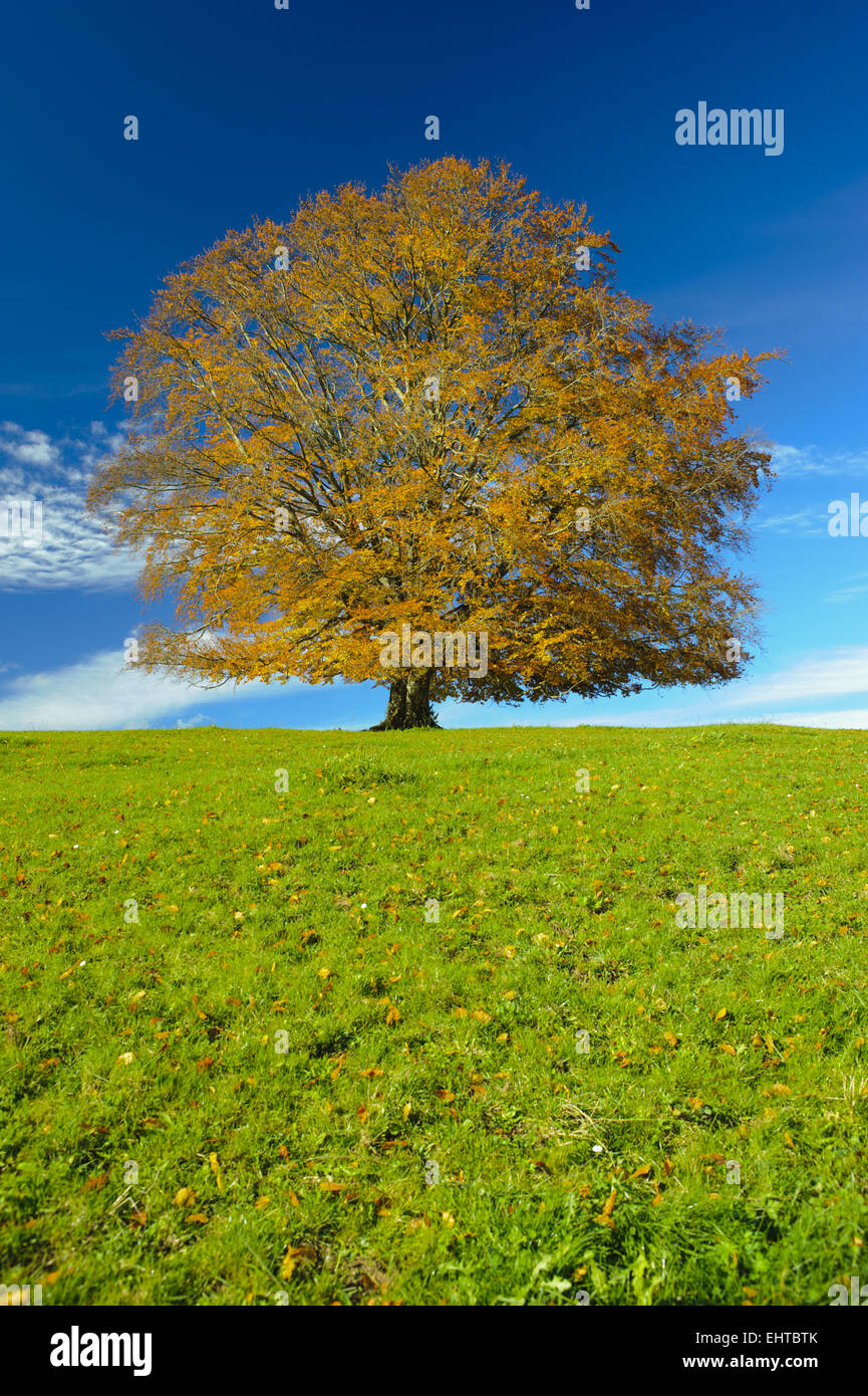 Single tree in nature hi-res stock photography and images - Alamy