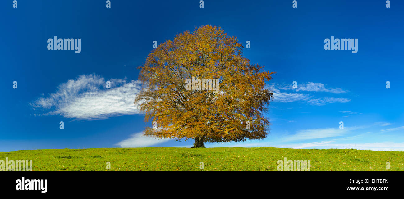 panorama of single beech tree in autumn Stock Photo - Alamy