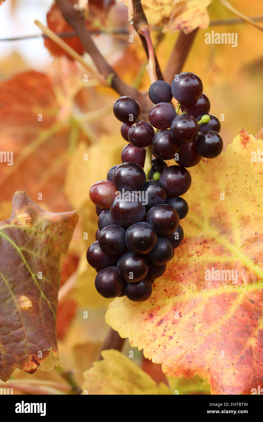 Rote weintrauben an rebe hi-res stock photography and images - Alamy