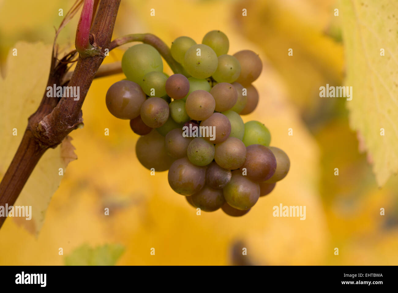 white wine grapes Stock Photo - Alamy