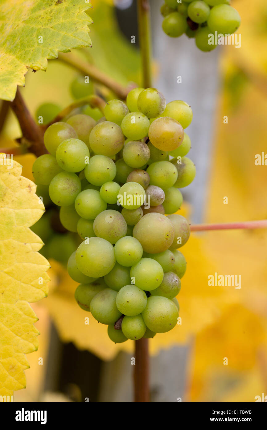 white wine grapes Stock Photo - Alamy