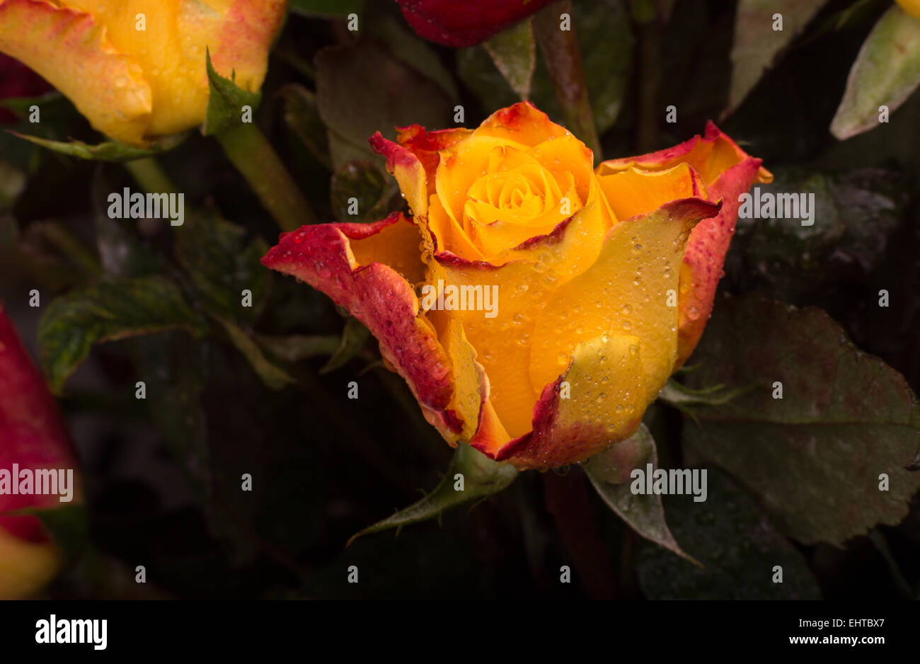 Rose bubble flower hi-res stock photography and images - Alamy