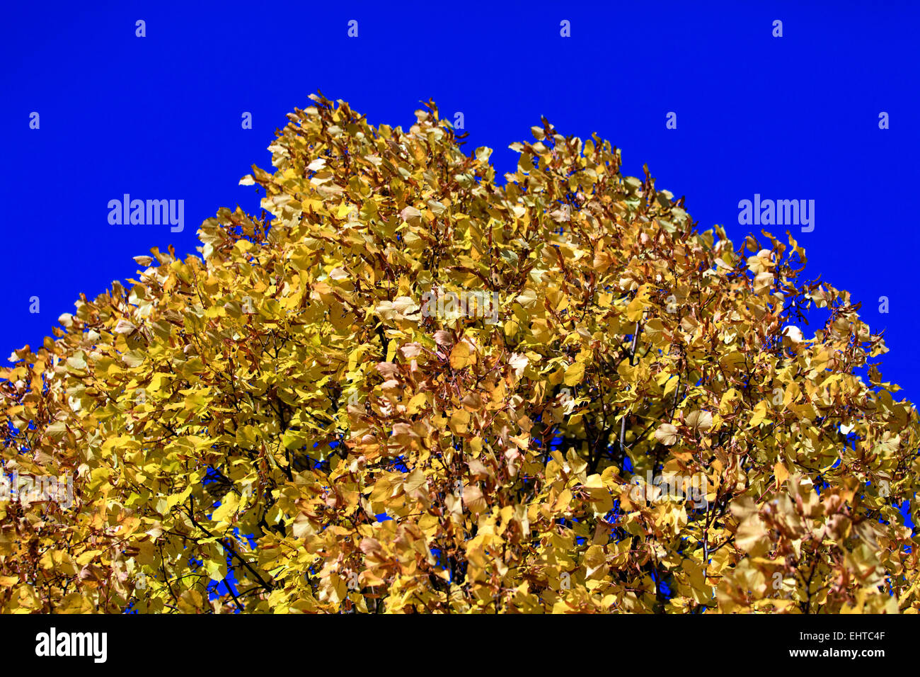 Autumn gold leaves background Stock Photo - Alamy